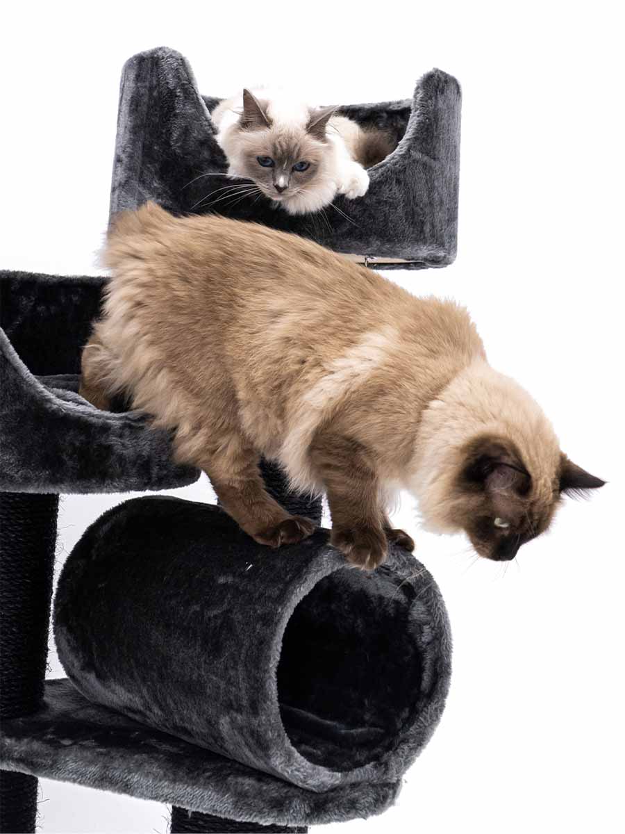 Kratzbaum Victoria 125 - Petrebels