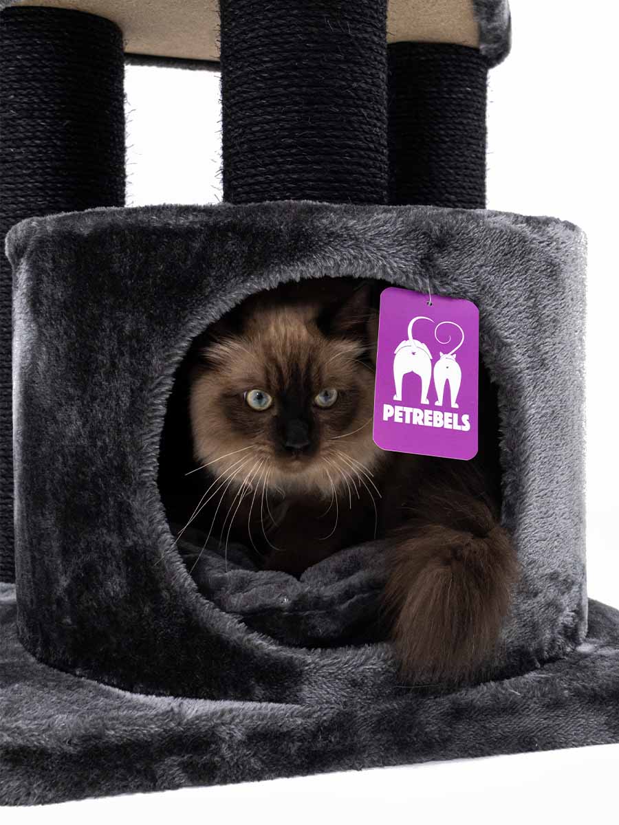 Kratzbaum Victoria 125 - Petrebels