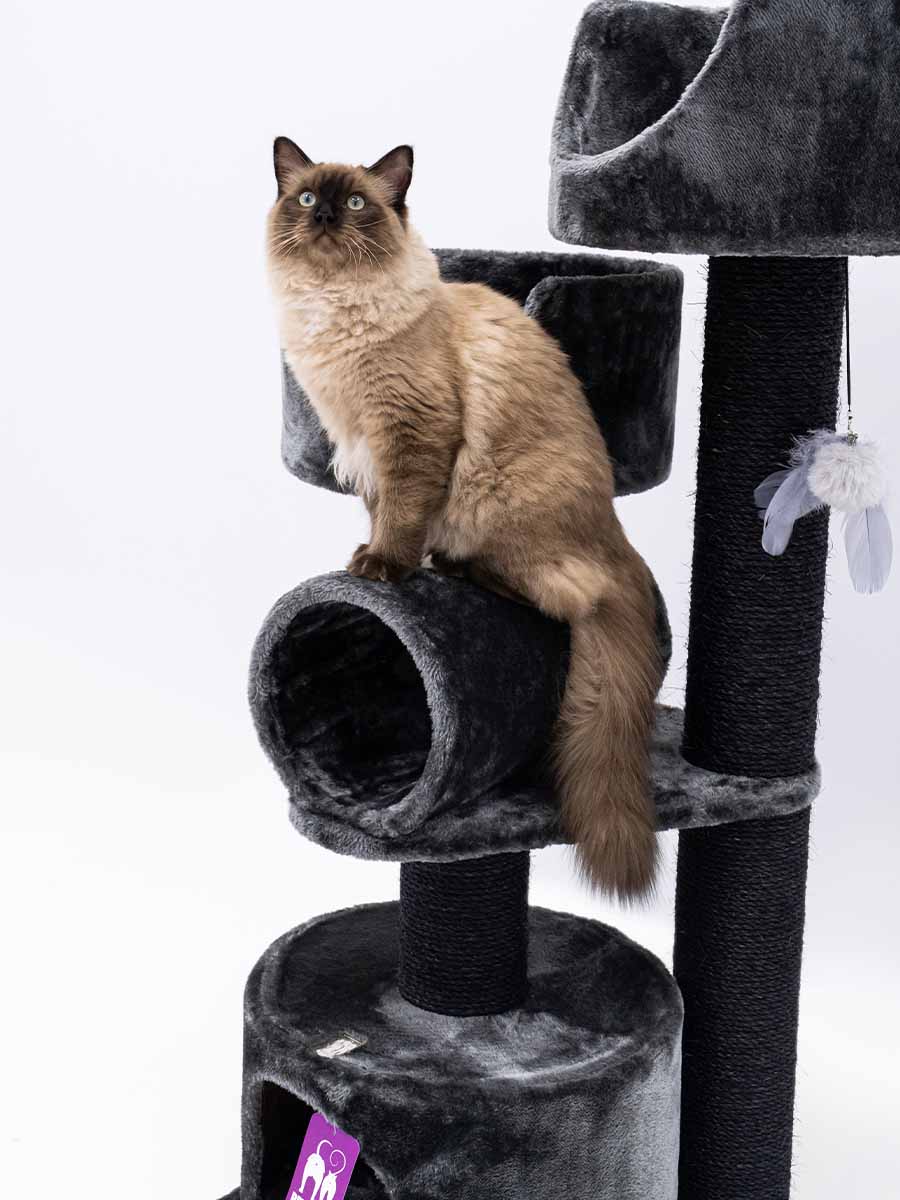 Kratzbaum Victoria 125 - Petrebels