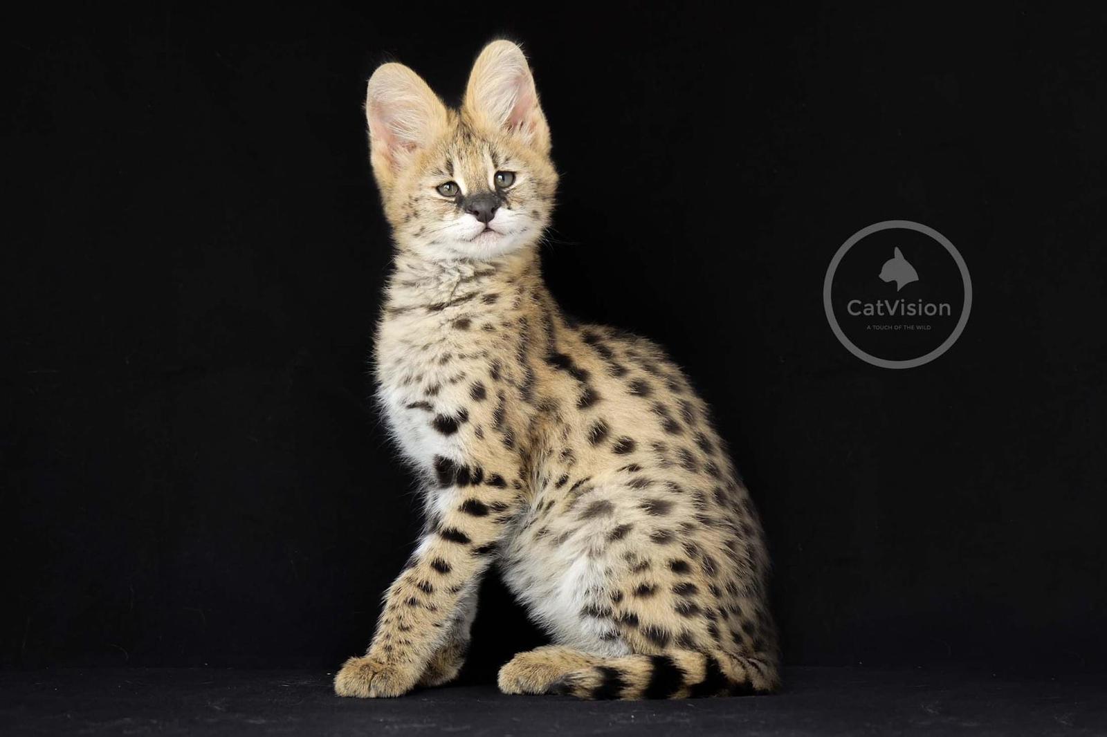Evelyne über ihre Servals, Savannahs und Kurilen Bobtails