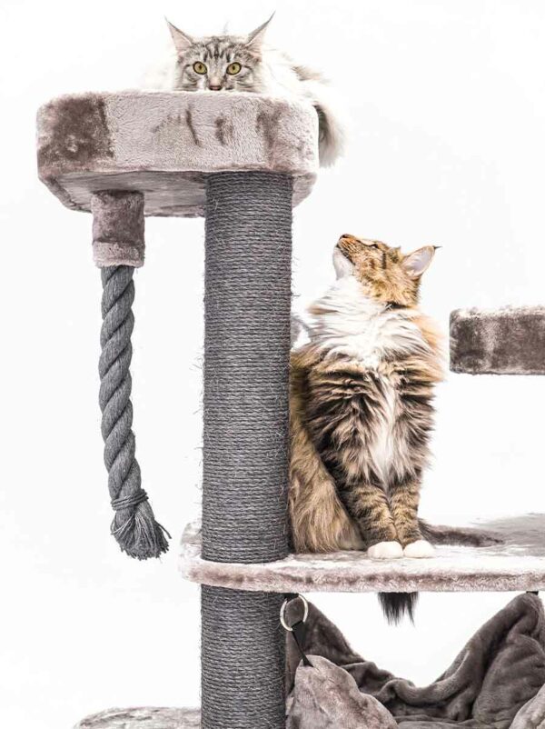Cat Tree Expert: suitable for every cat | Petrebels