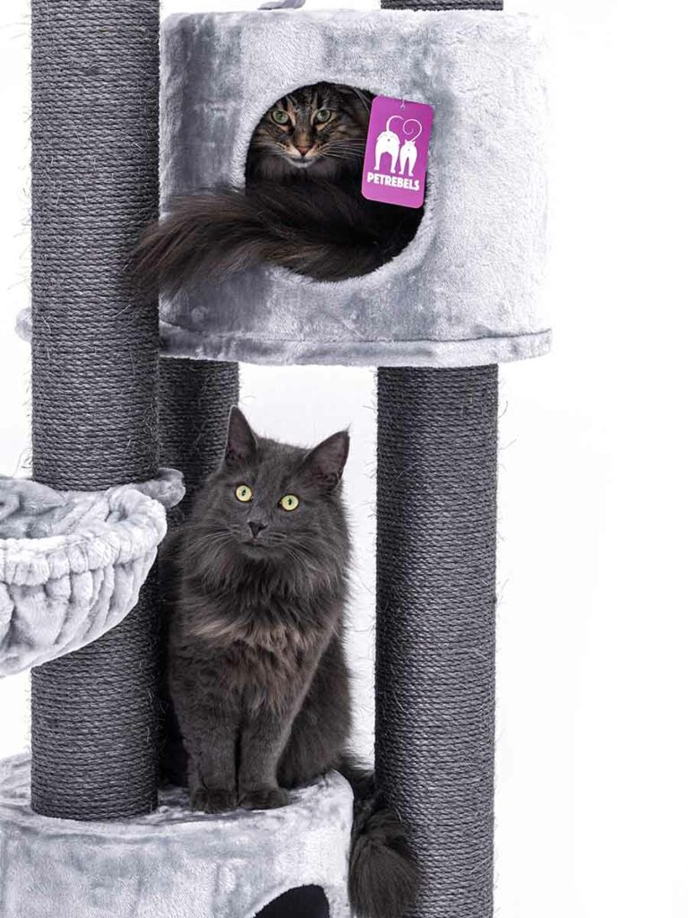Cat Tree Expert: suitable for every cat | Petrebels