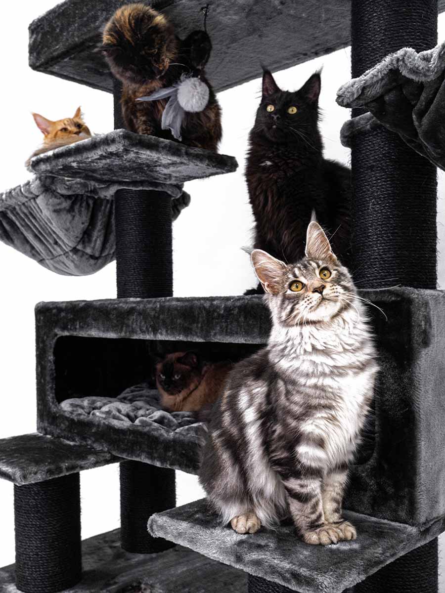 Cat tree Lookout 198 - Pepper - 15cm Post - XXL - for multiple cats ...