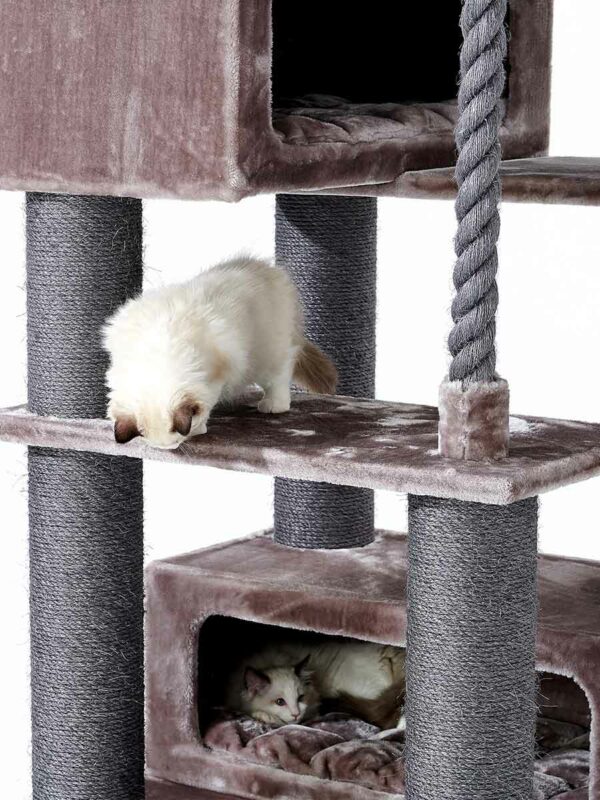 Cat Tree Expert: suitable for every cat | Petrebels