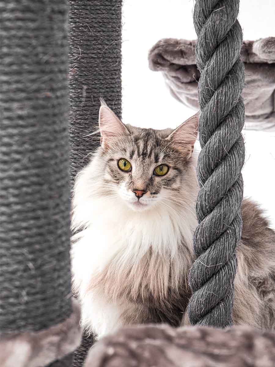 Sisal Cat Trees - Petrebels