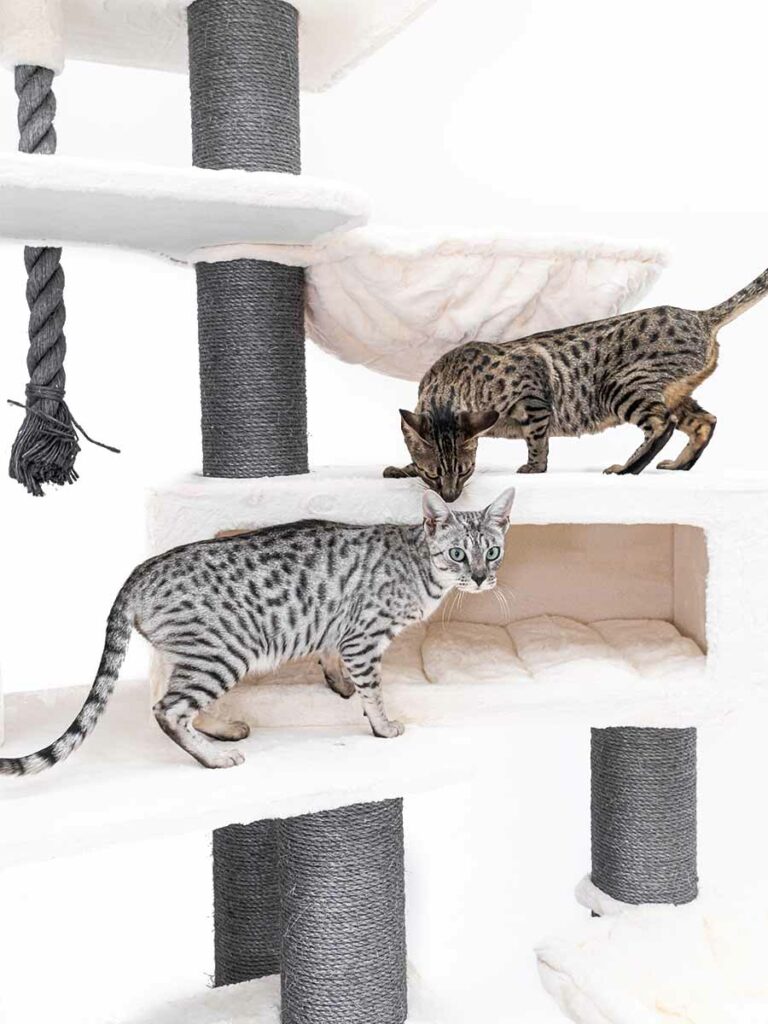 Cat tree Alley 200 - Petrebels