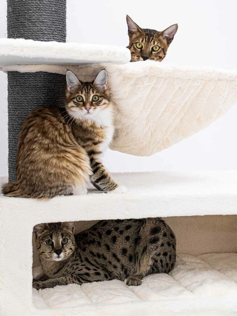 Cat tree Alley 200 - Petrebels