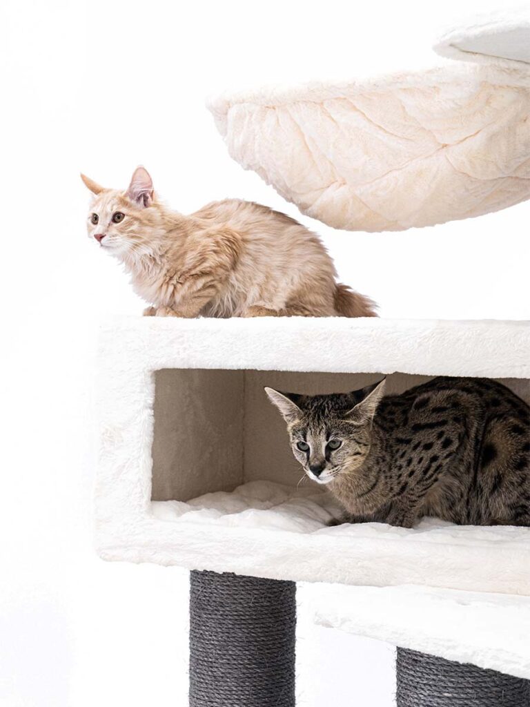 Cat tree Alley 200 - Petrebels