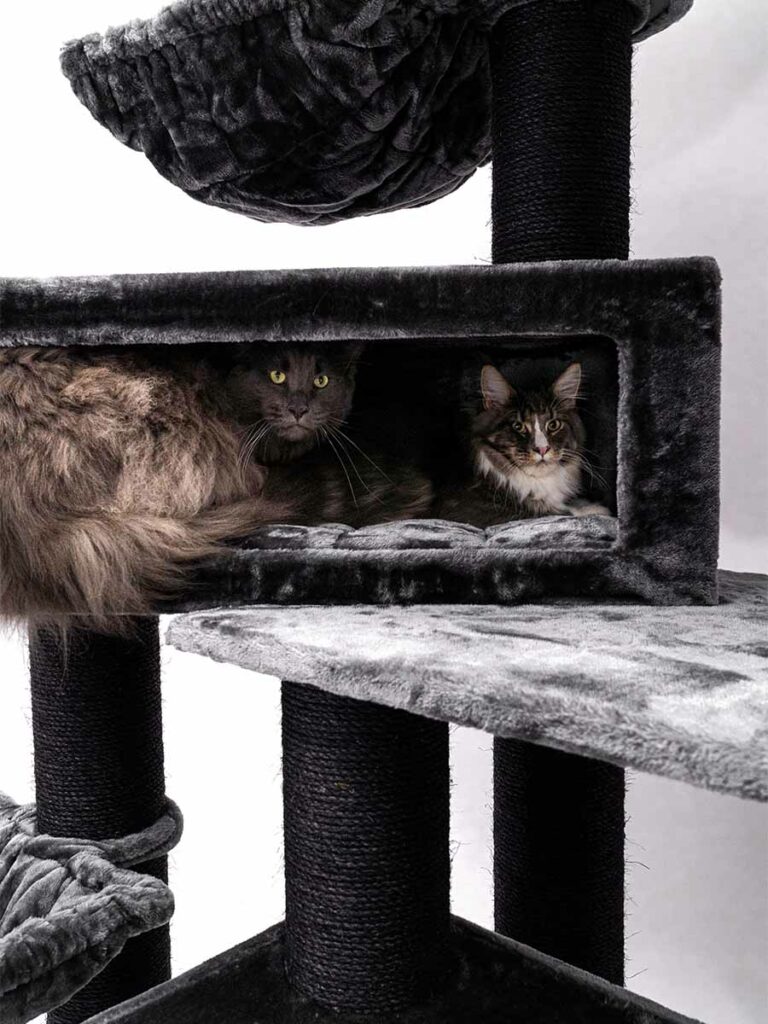 Cat tree Alley 200 - Petrebels