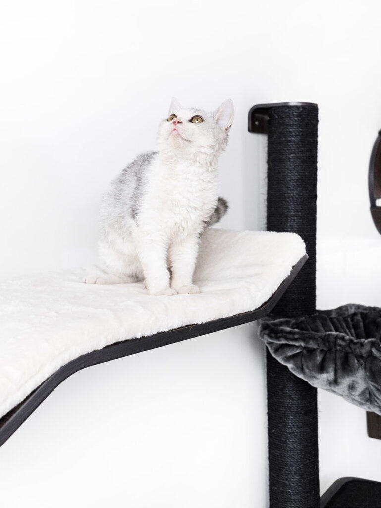 Cat Shelves Wave 70 - Petrebels