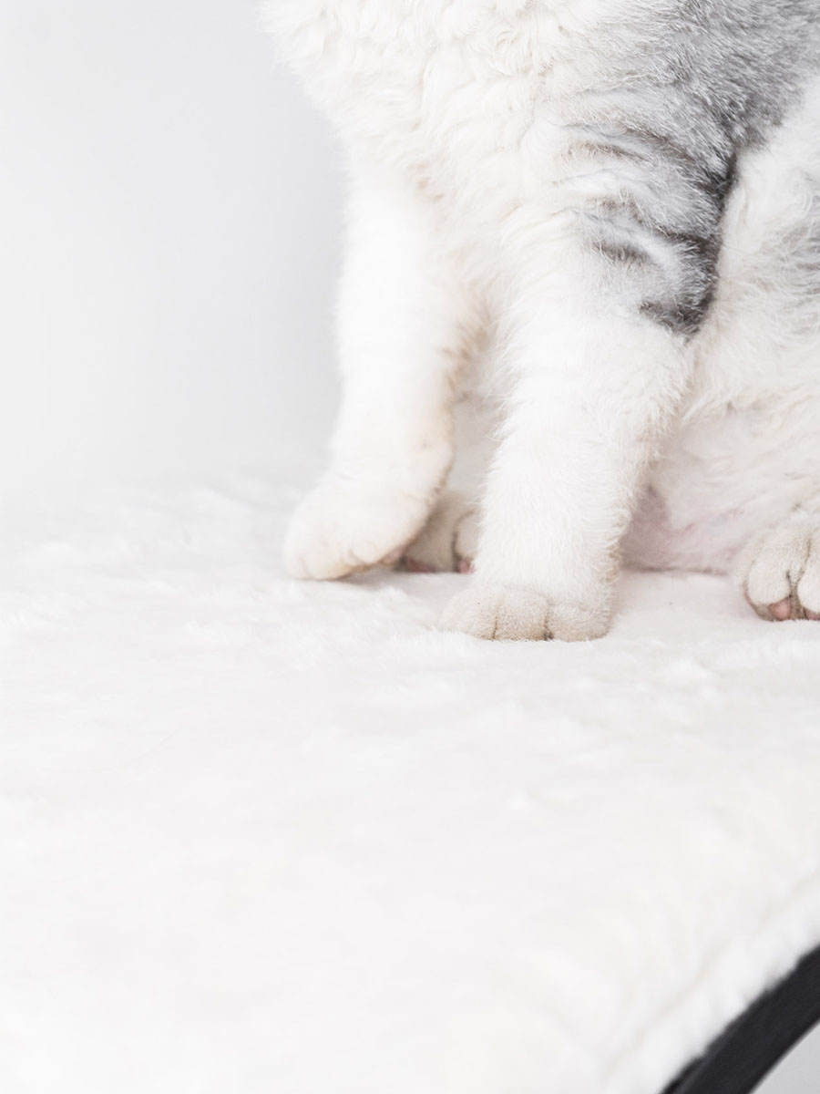 Cat Shelves Wave 70 - Wengé - wall mounting - design - Petrebels