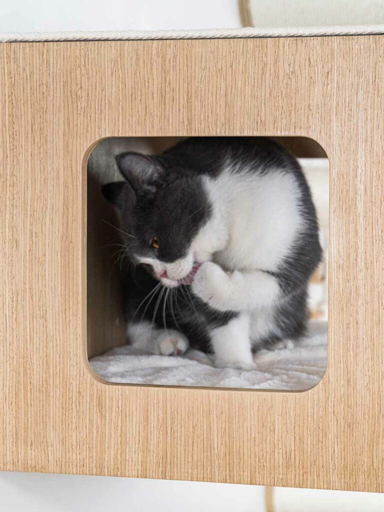 Cat Shelves Box 60 - Petrebels