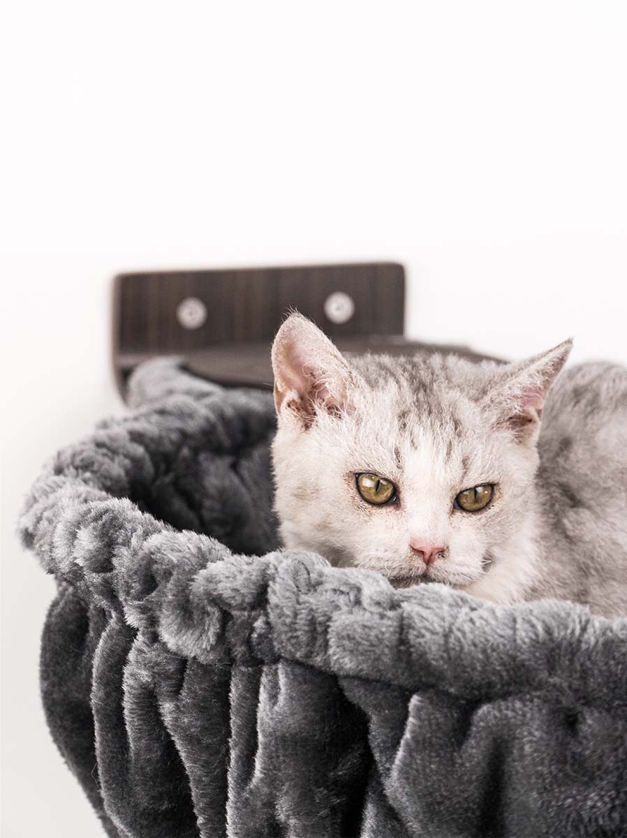 Cat Shelves Hang Round 1548 set - Petrebels