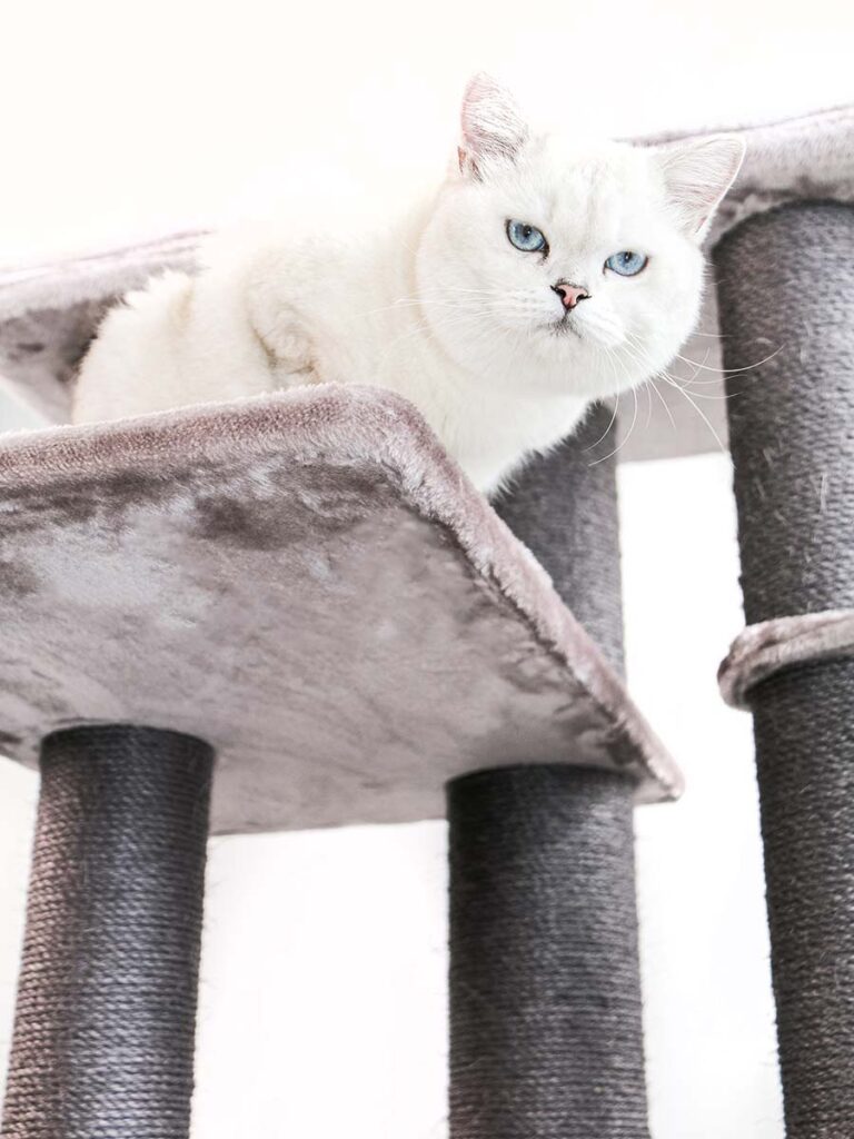 Cat tree Route 180 - Petrebels