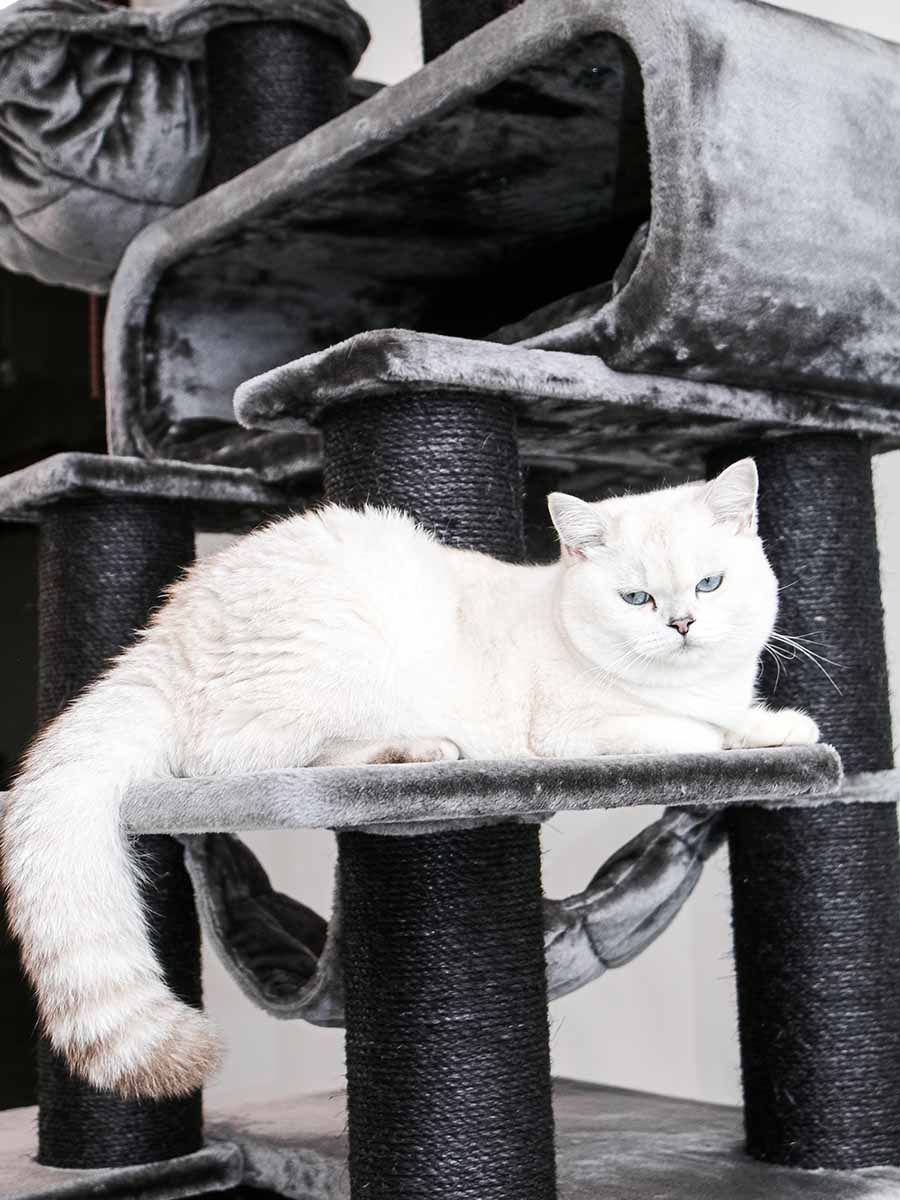 Cat tree Route 210 - Pepper - 15cm Post - XXL - for multiple cats ...