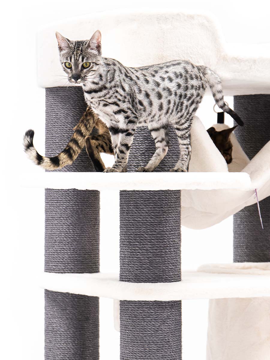 Cat tree Panorama 185 - Off White - 12 and 15 cm post - XXL - for ...