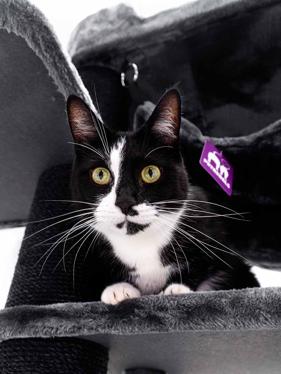 Cat tree Panorama 185 - Pepper - 12 and 15 cm post - XXL - for multiple ...