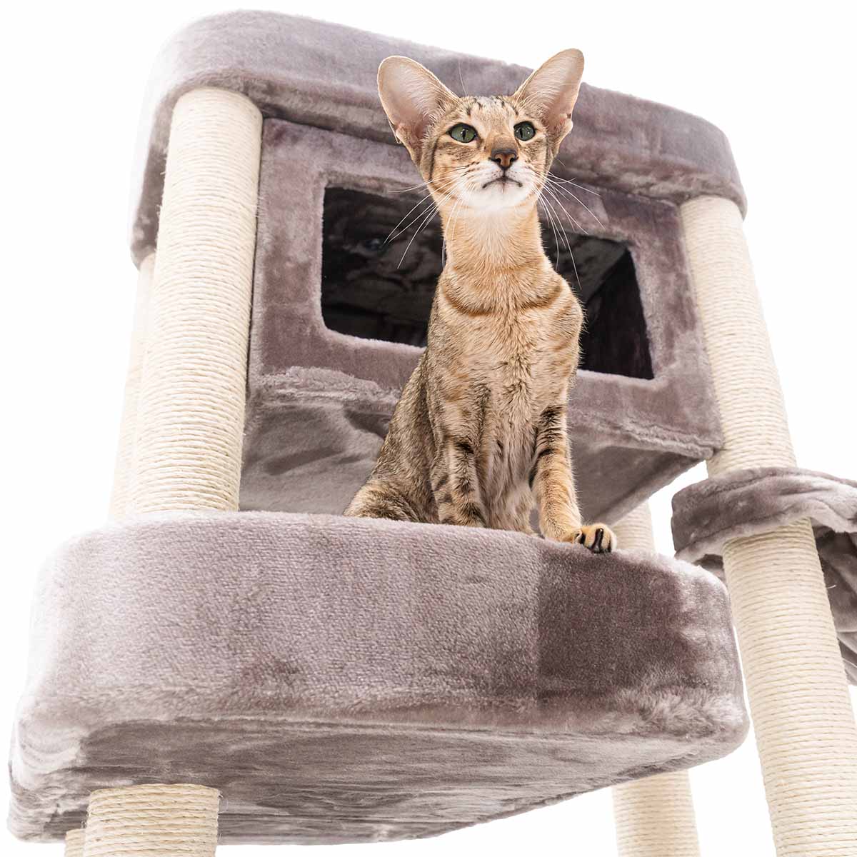 Cat Tree Mansion 150 - Cappuccino - 9cm Post - with hammock - Petrebels