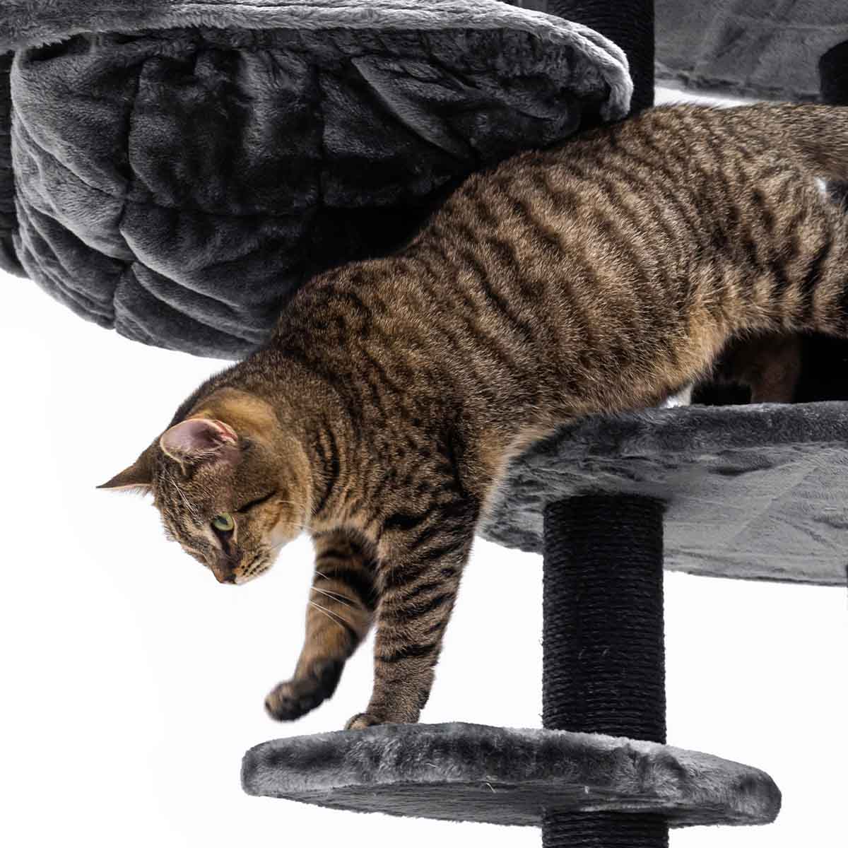 Cat Tree Alexandra 177 - Pepper - 9 cm post - 2x hammock - Petrebels