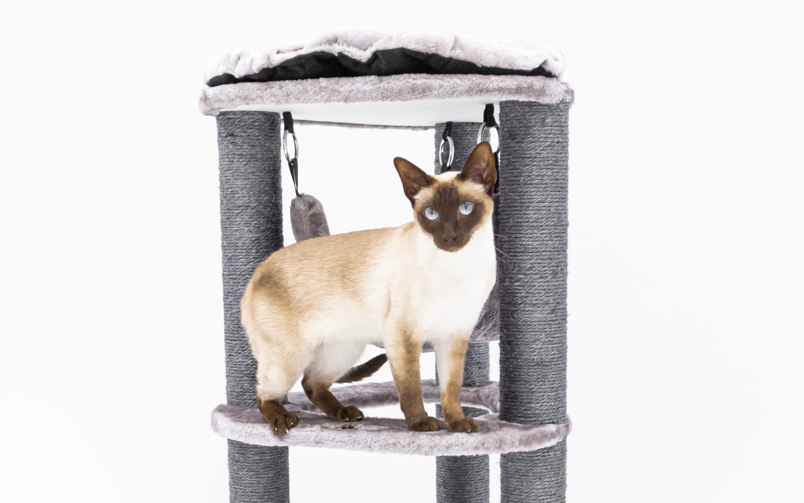 Graceful and smart: this is the Siamese! | Petrebels