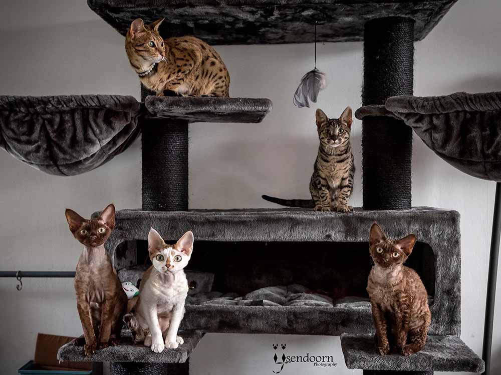 These scratching posts are ideal for large cats and cat breeds