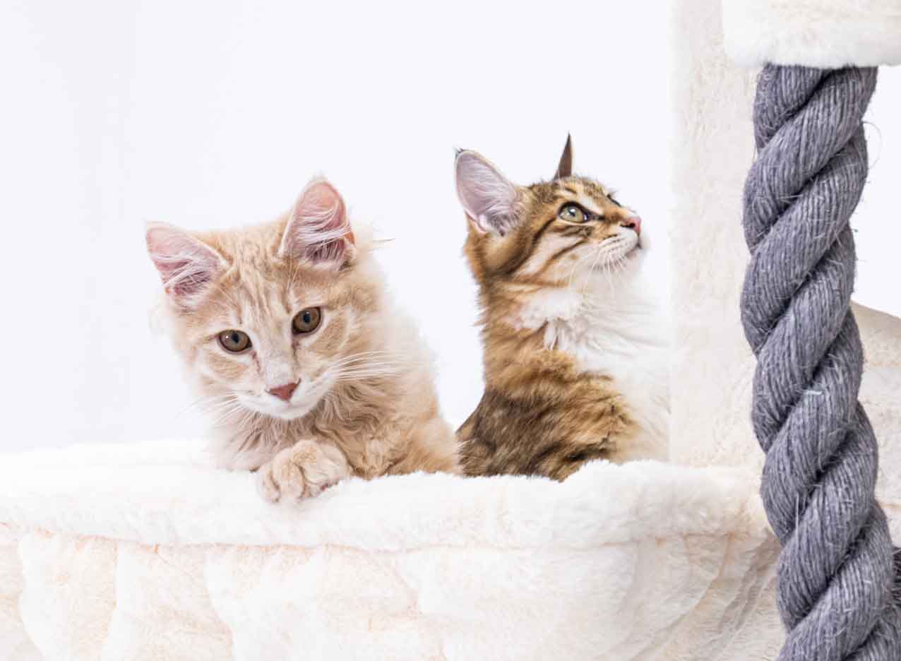 New cat tree? This is what you need to know!
