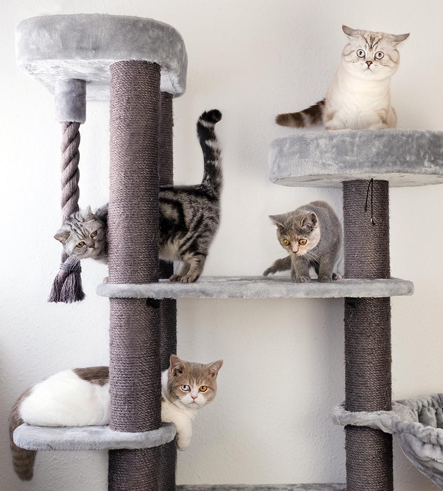 British Shorthair: a soft teddy bear - Petrebels