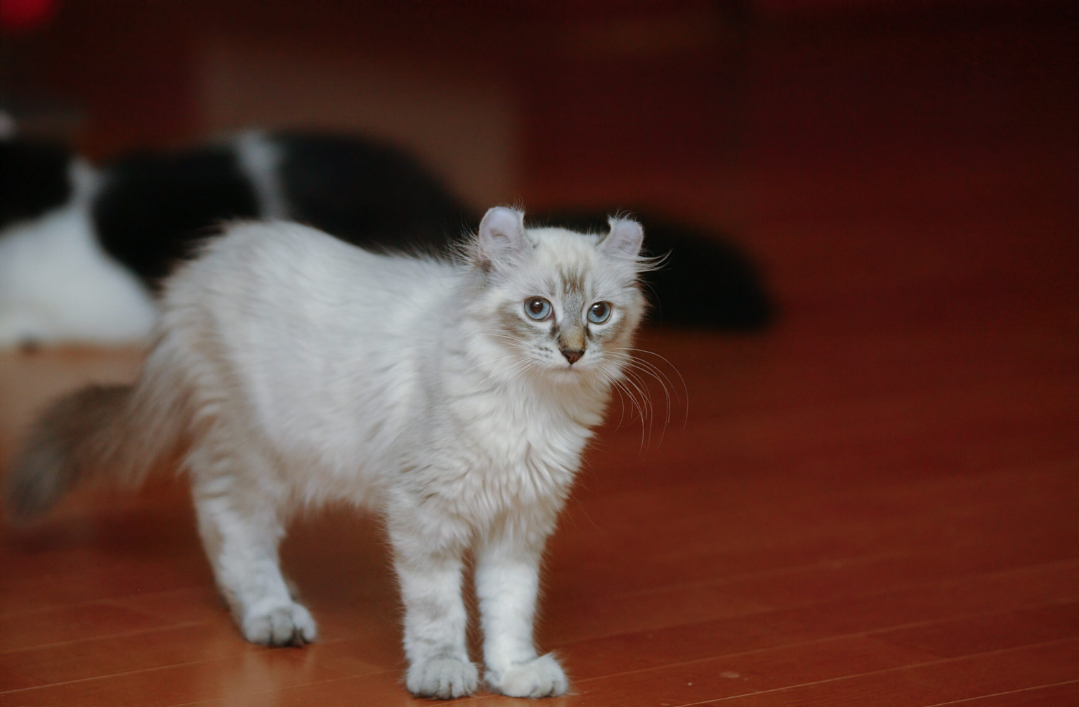 Sweet but with ear problems: the American Curl