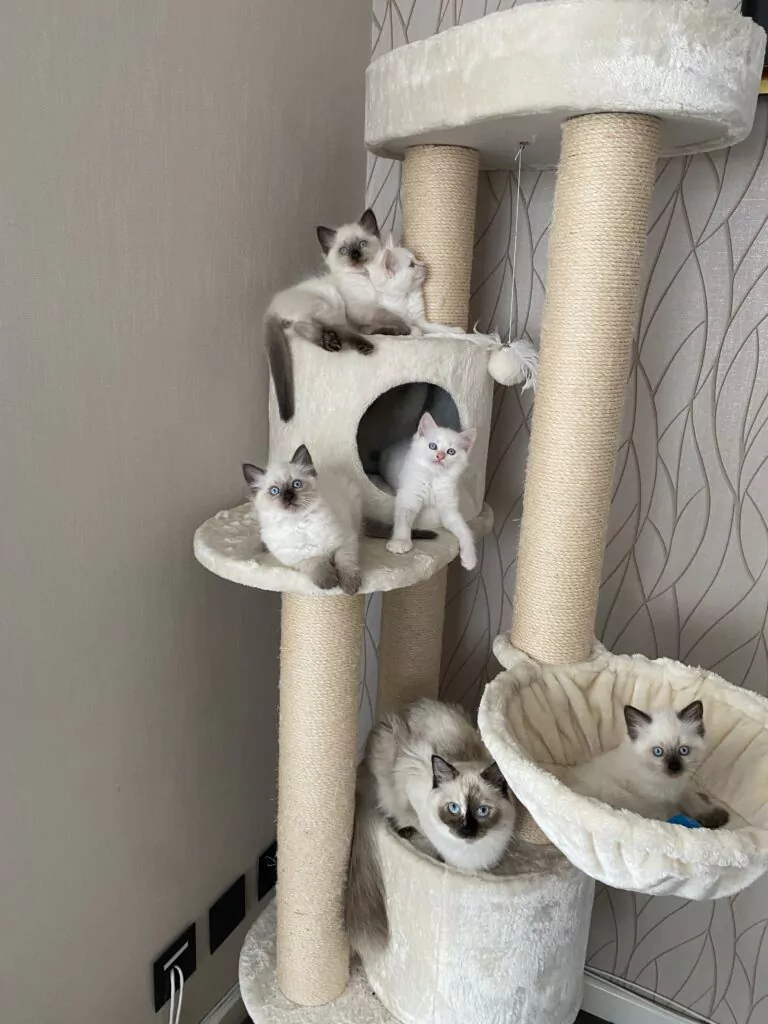 Linda has 4 Ragdolls and they have the cutest nicknames! - Petrebels