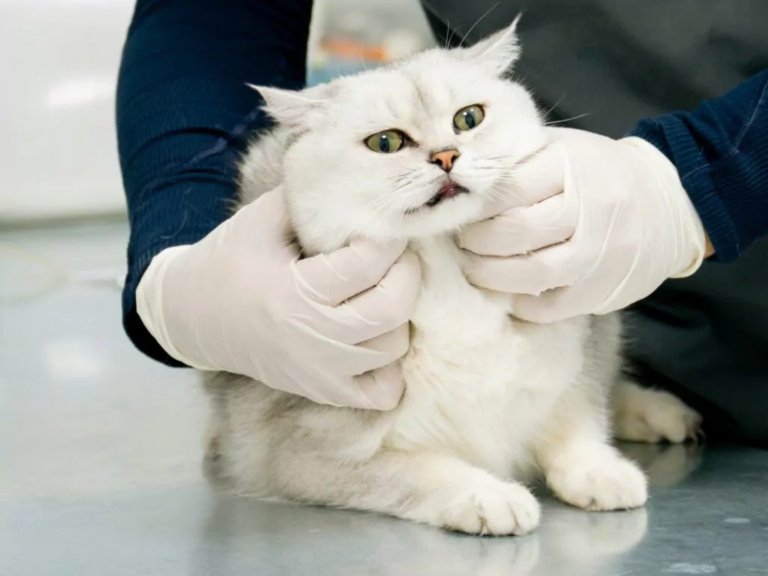 Cats, Fever, and Their Body Temperature - Petrebels