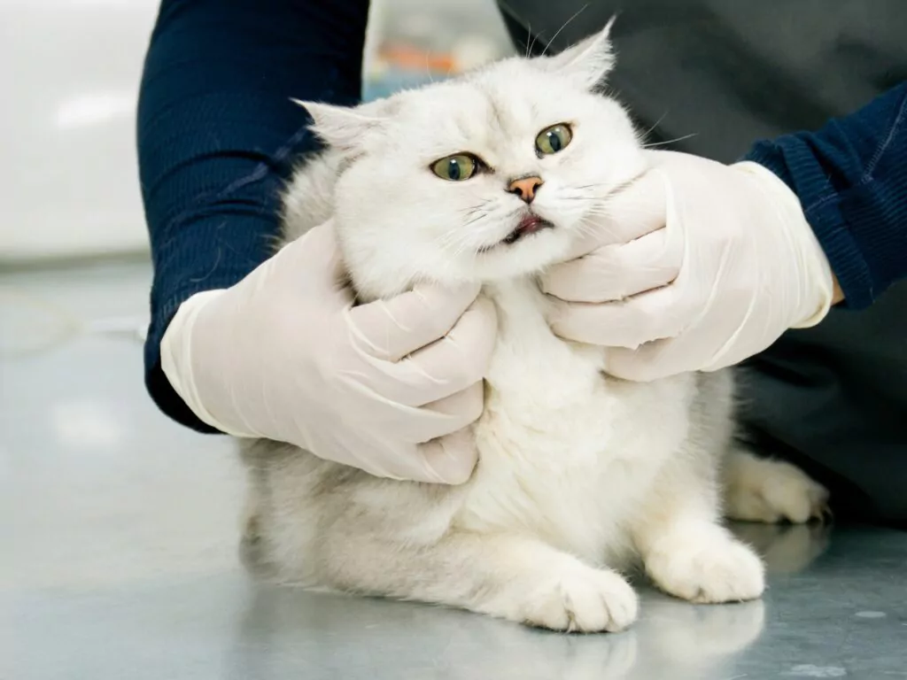 Cats, Fever, and Their Body Temperature - Petrebels