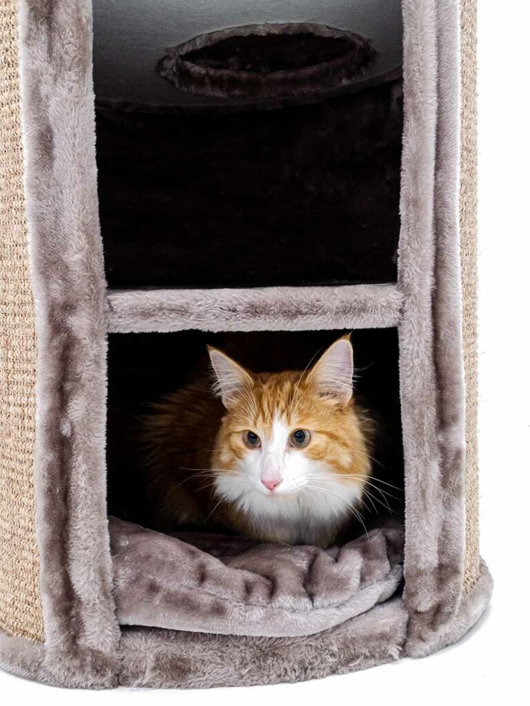 Tour à griffer Superdome 120 - Petrebels