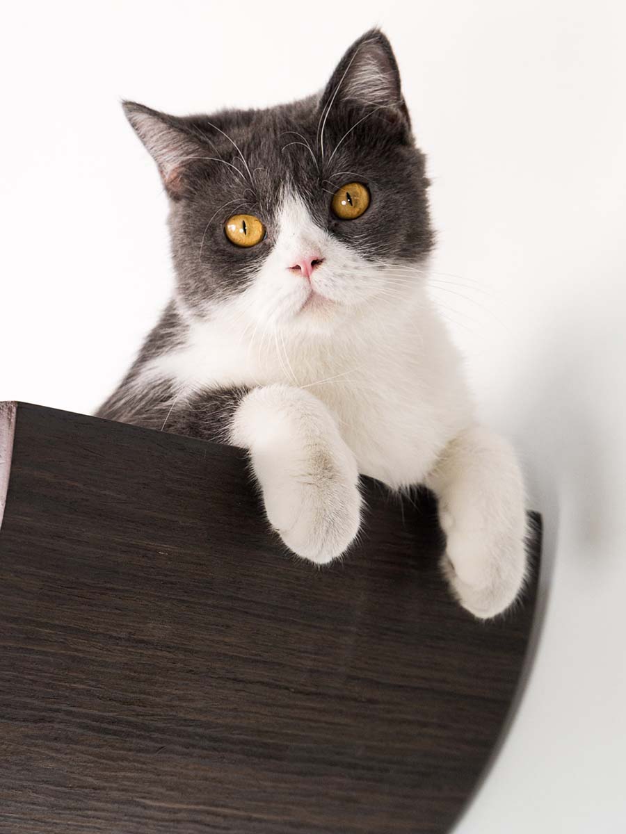 Arbre à chat Mural Curve 70 - Wengé - Fixation murale - design - Petrebels