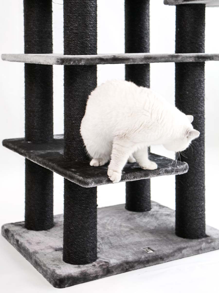 Arbre à chat Route 190 - Petrebels