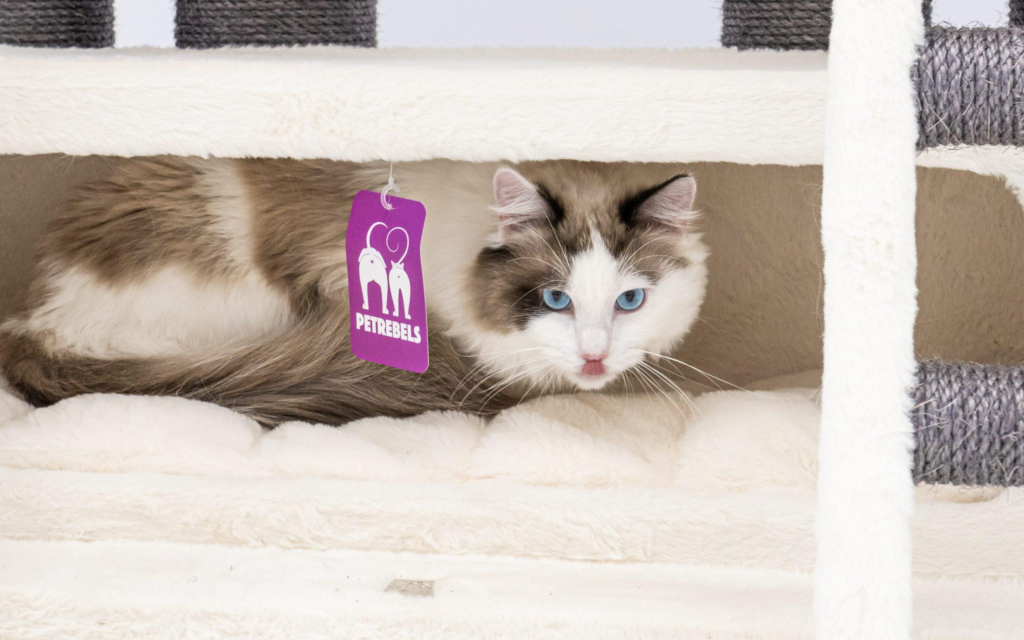 Le Ragdoll est beau et adore les câlins - Petrebels