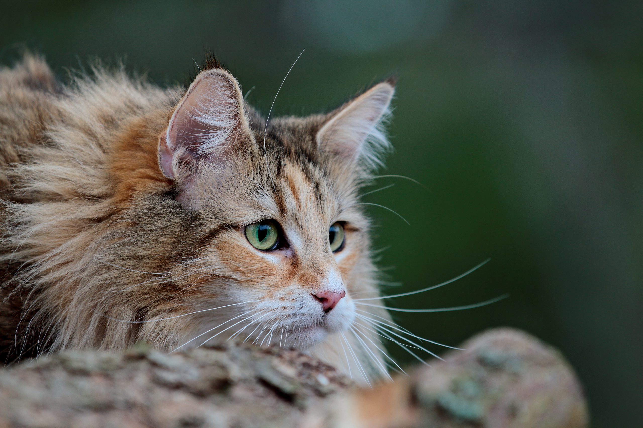 De Noorse Boskat: groot, dapper en rustig - Petrebels