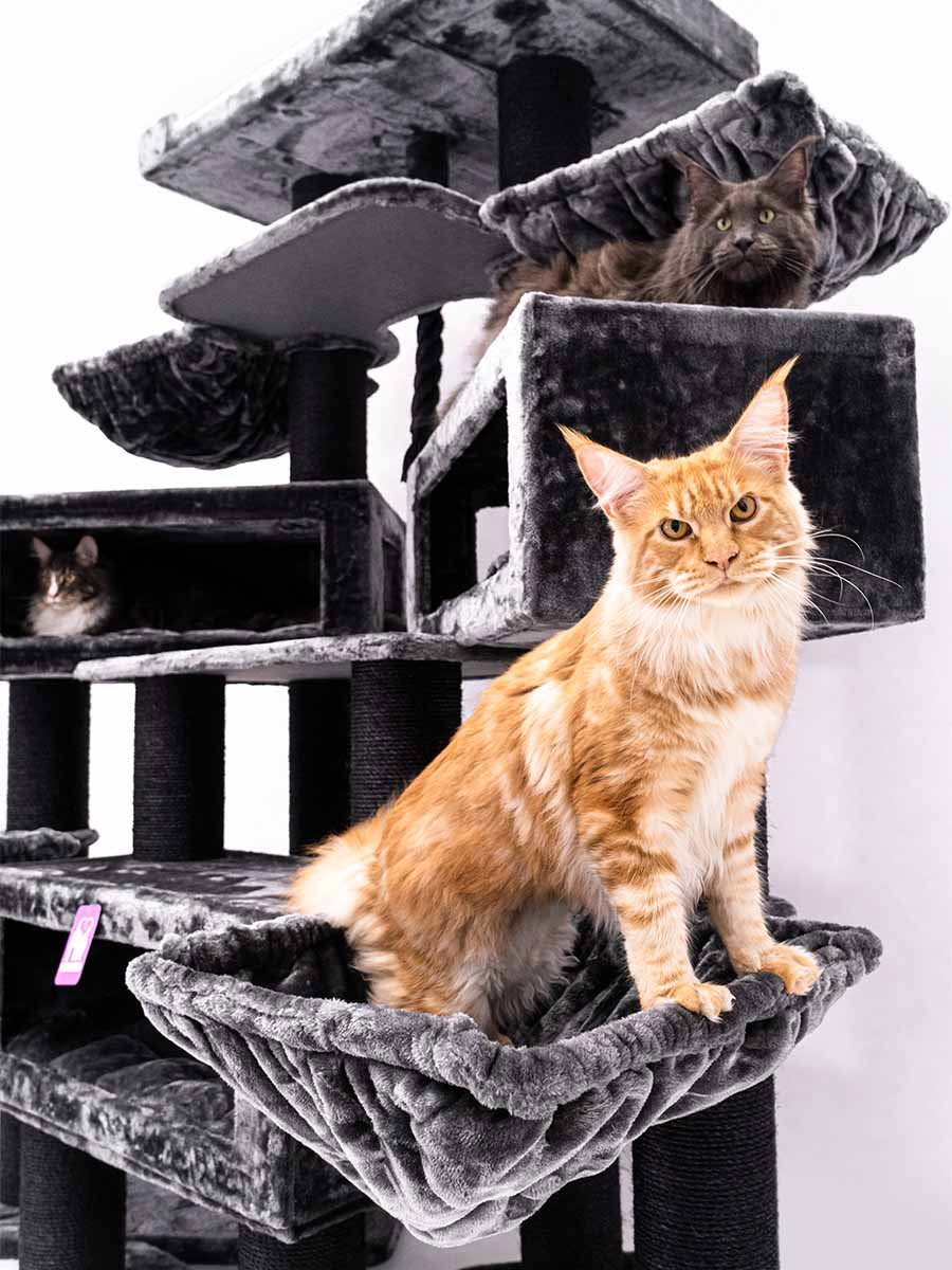 Krabpaal Expert: voor elke kat geschikt | Petrebels