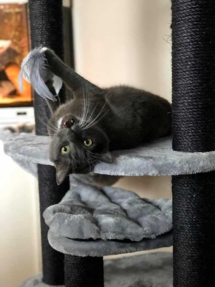 Gabry over haar katten Amy en Noah - Petrebels