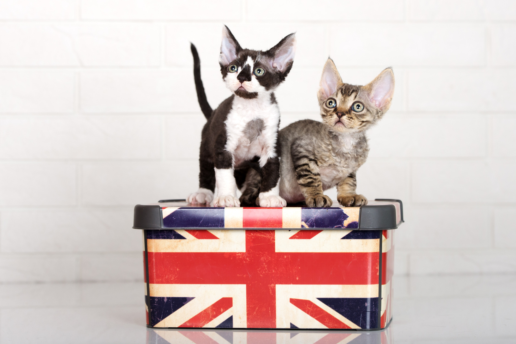 Katten & kots: alles over katten die overgeven | Petrebels