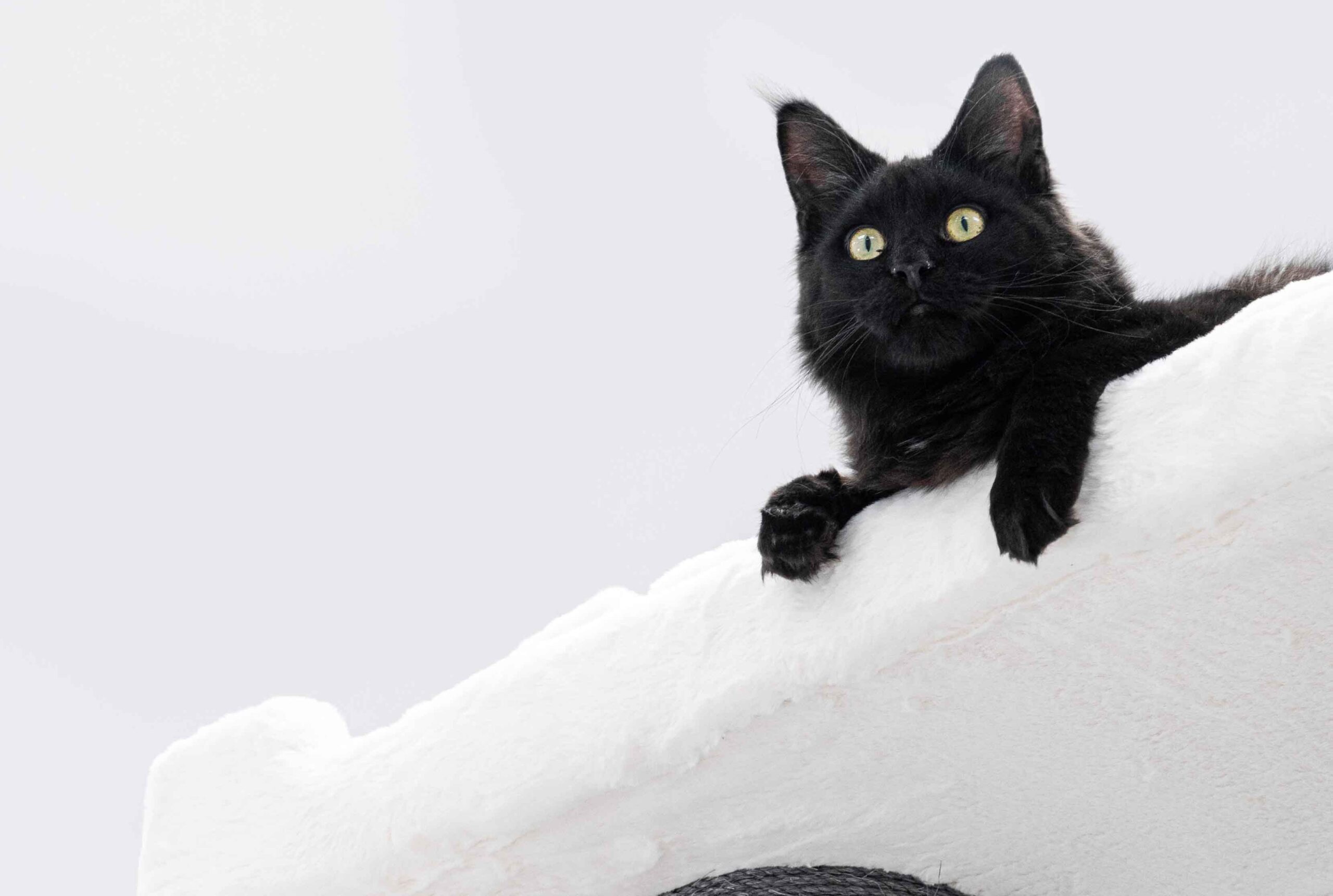 Waarom zwarte katten wel leuk zijn - Petrebels