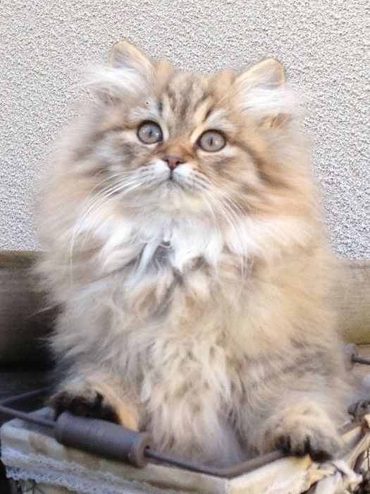 Britse Langhaar: Alles wat je wilt weten | Petrebels