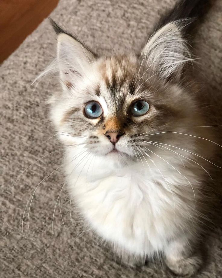 Neva Masquerade: Alles wat je wilt weten | Petrebels