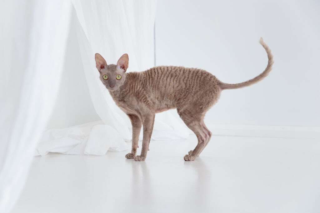 Cornish Rex: Een superzachte kat met krullen! | Petrebels