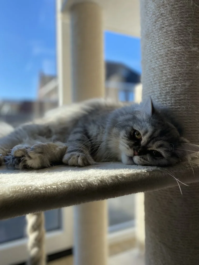 Kelly over haar lieve kater Sammy - Petrebels