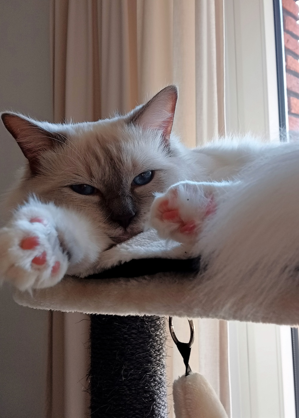 Jacqueline wilde een hond, maar werd verliefd op een Ragdoll kat!