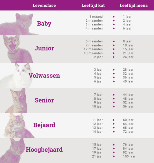 Hoe oud wordt een kat? Tips en factoren voor een lang kattenleven