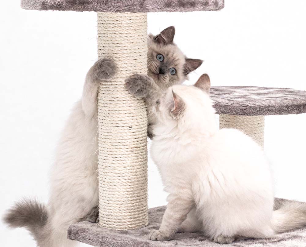 Zo leer je een kitten om de krabpaal te gebruiken - Petrebels