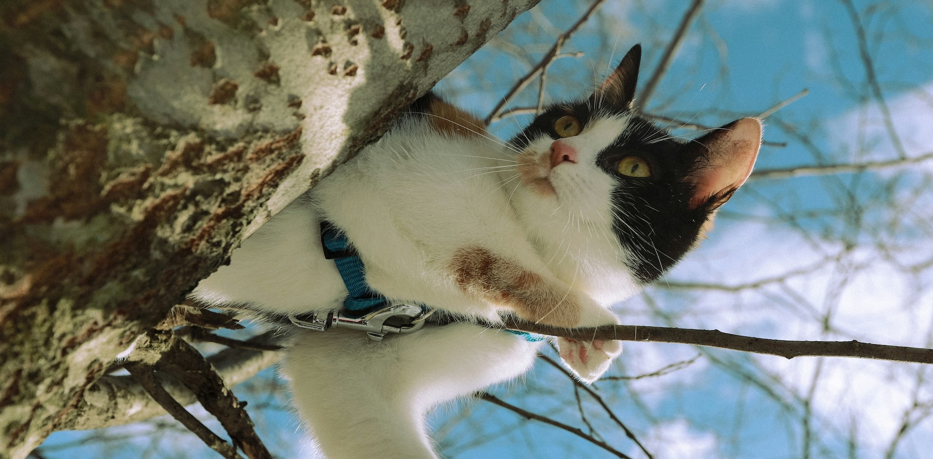 Negen, zeven? Hoeveel levens heeft een kat echt? | Petrebels