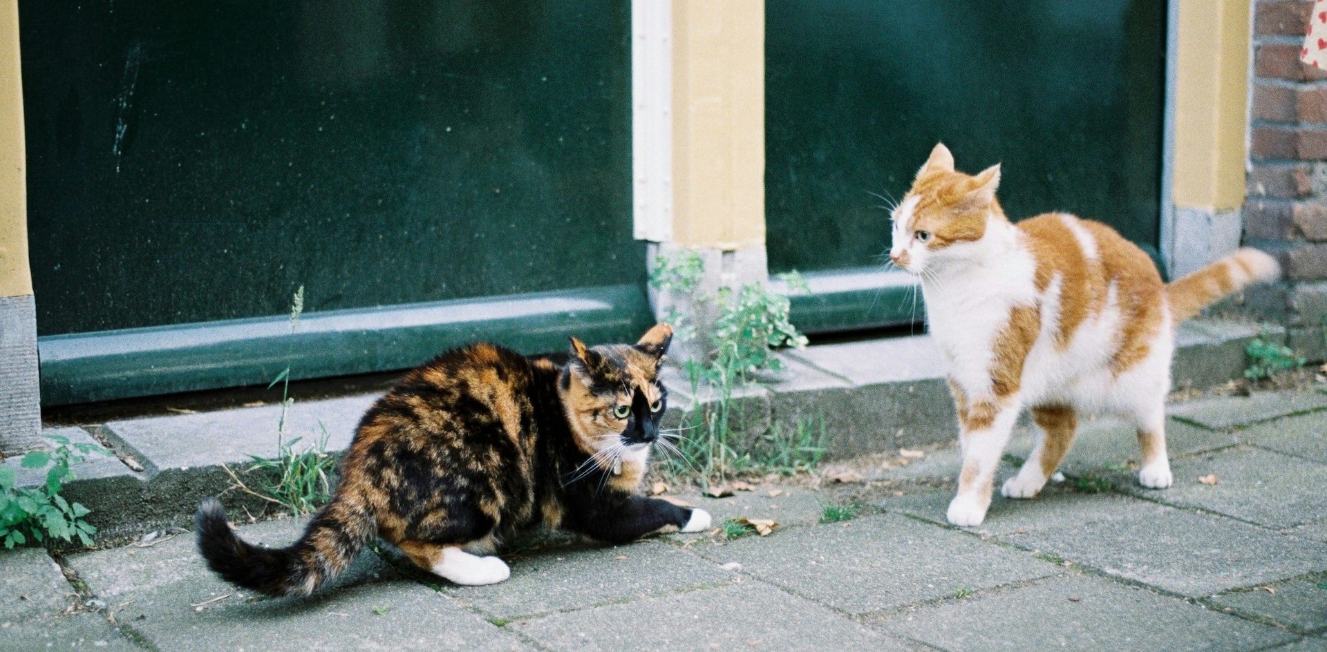 Waarom je kat plotseling agressief wordt tegen je andere kat