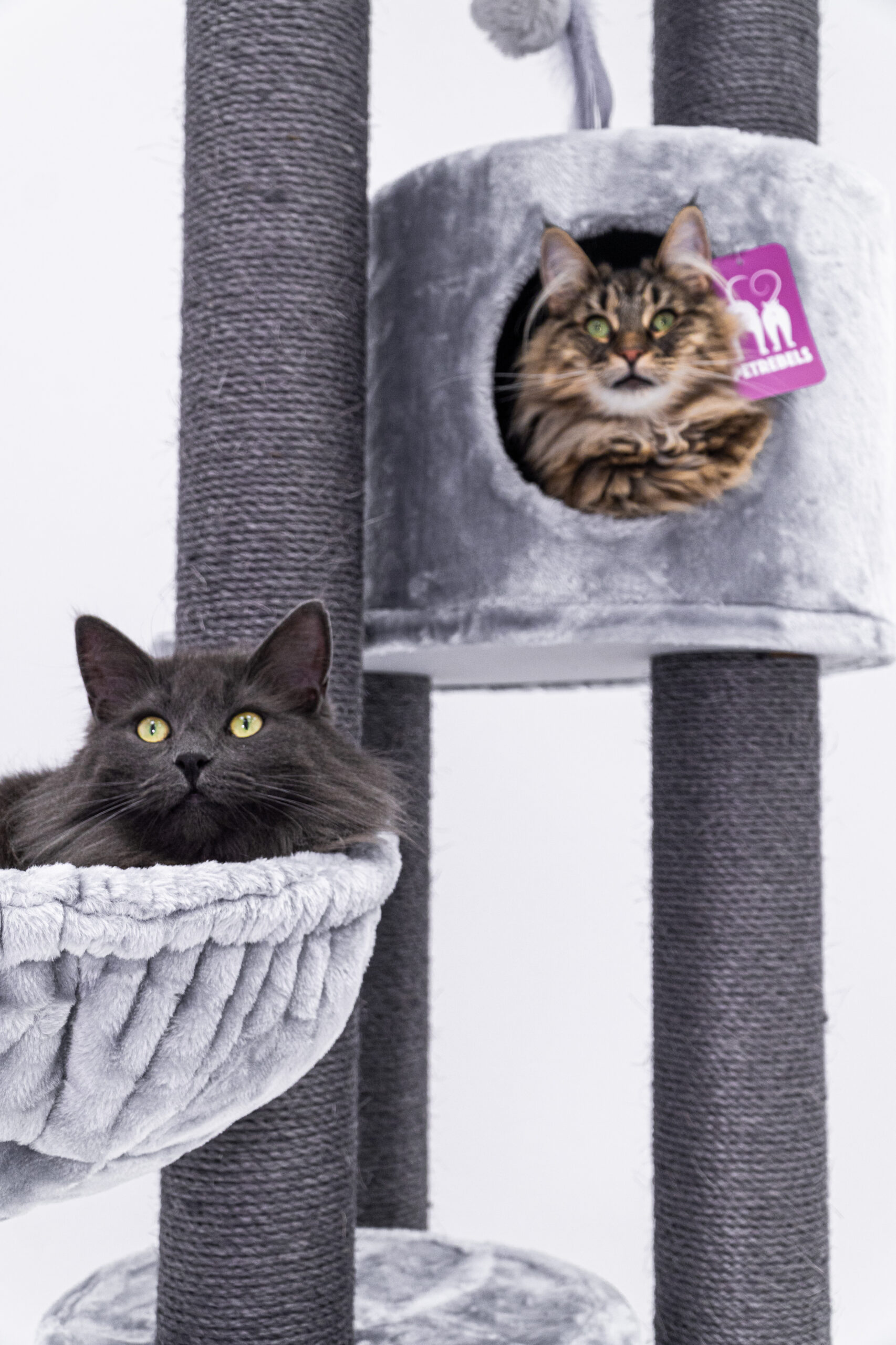 Wanneer kan ik mijn kat of kitten naar buiten laten?
